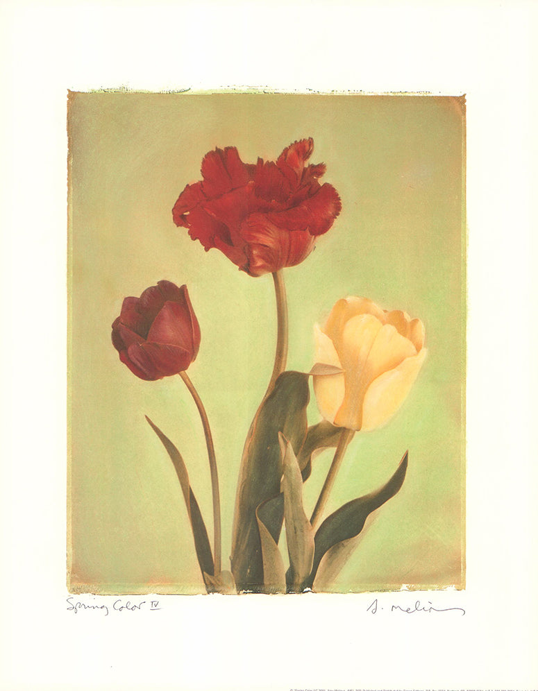Spring Color IV, 2001 by Amy Melious - 11 X 14 Inches (Art Print ...