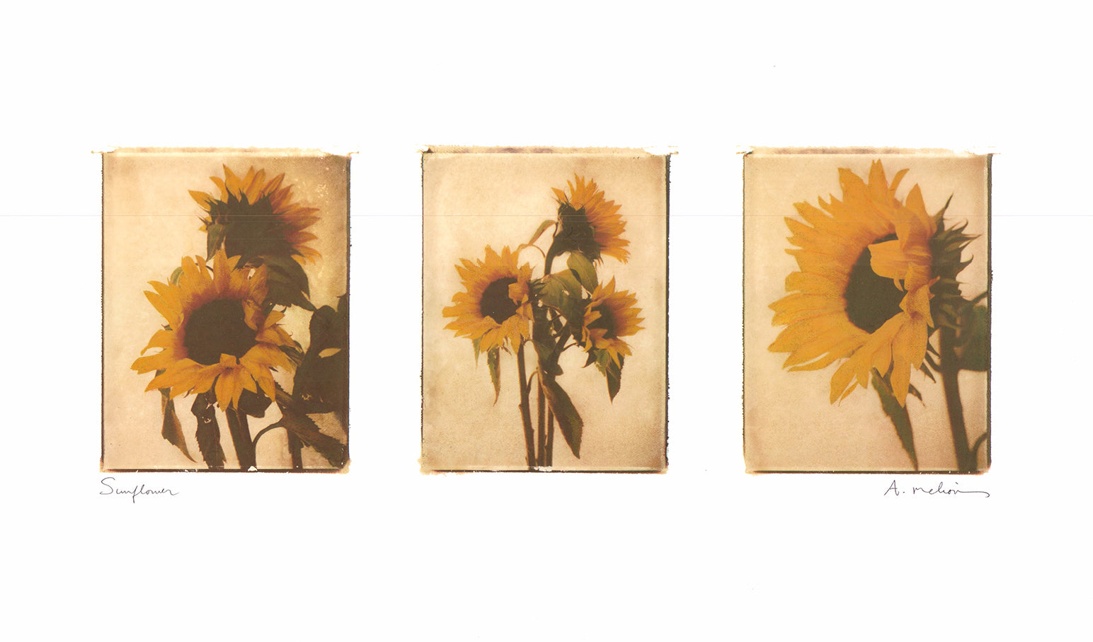 Sunflower, 1997 by Amy Melious - 13 X 22 Inches (Art Print) – Artistica ...