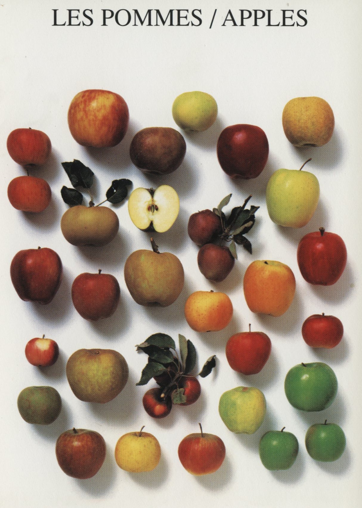 Apples by Atelier Nouvelles Images - 4 X 6 Inches (10 Postcards ...