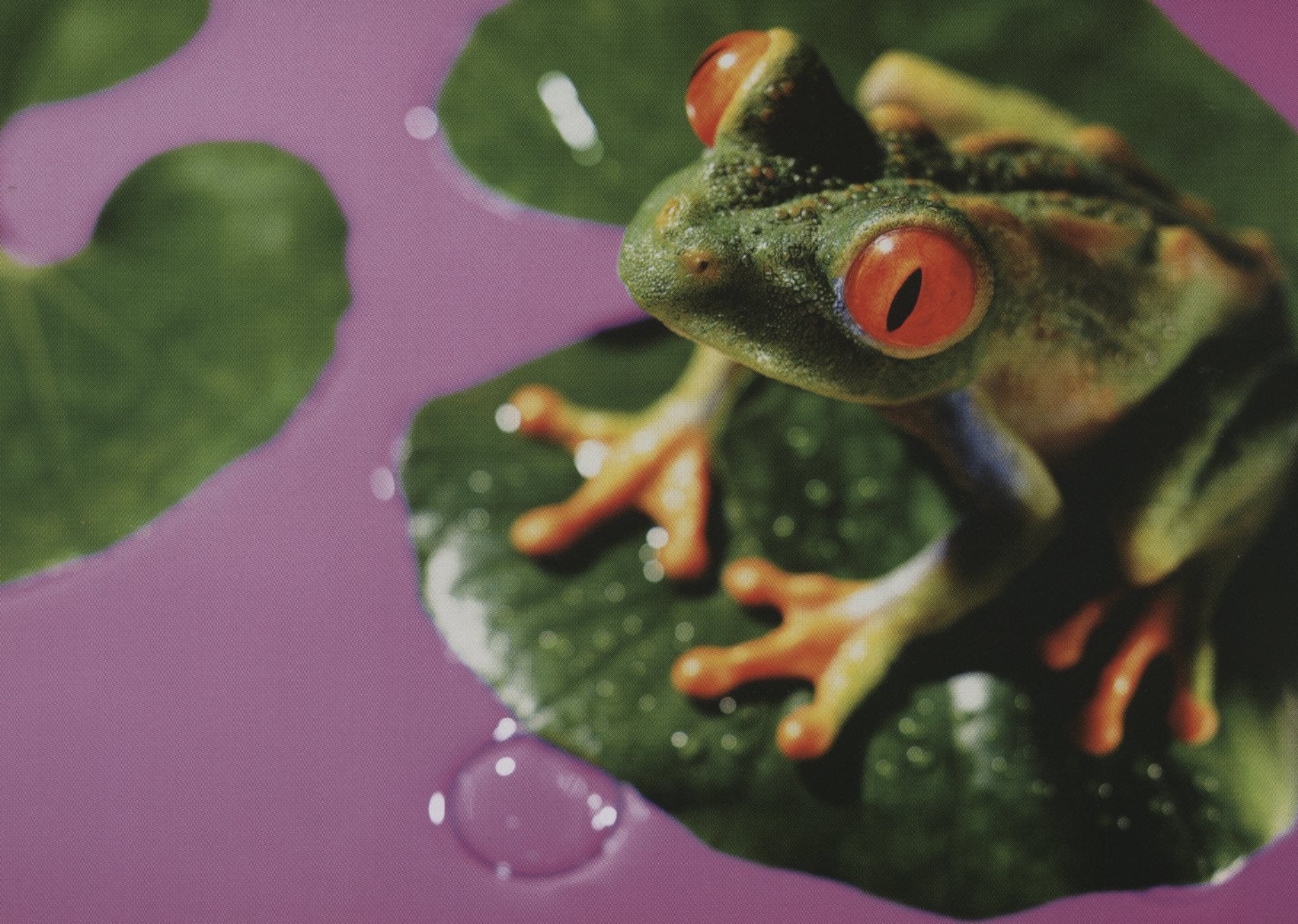 Grenouille Fluo by Louis Gaillard et Dominique Armilhon - 4 X 6 Inches ...