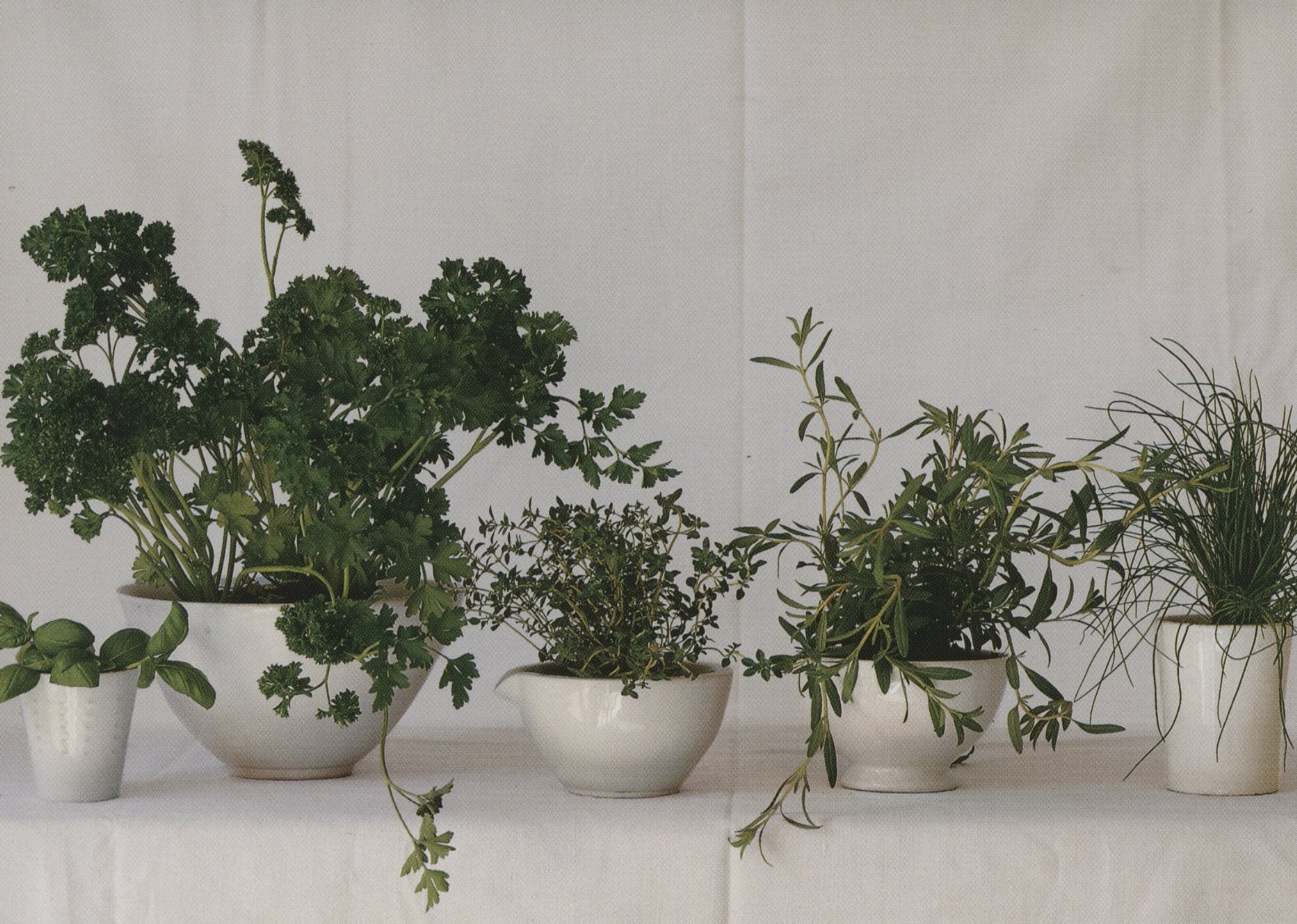 Fines Herbes by Camille Soulayrol et Louis Gaillard - 4 X 6 Inches (10 ...