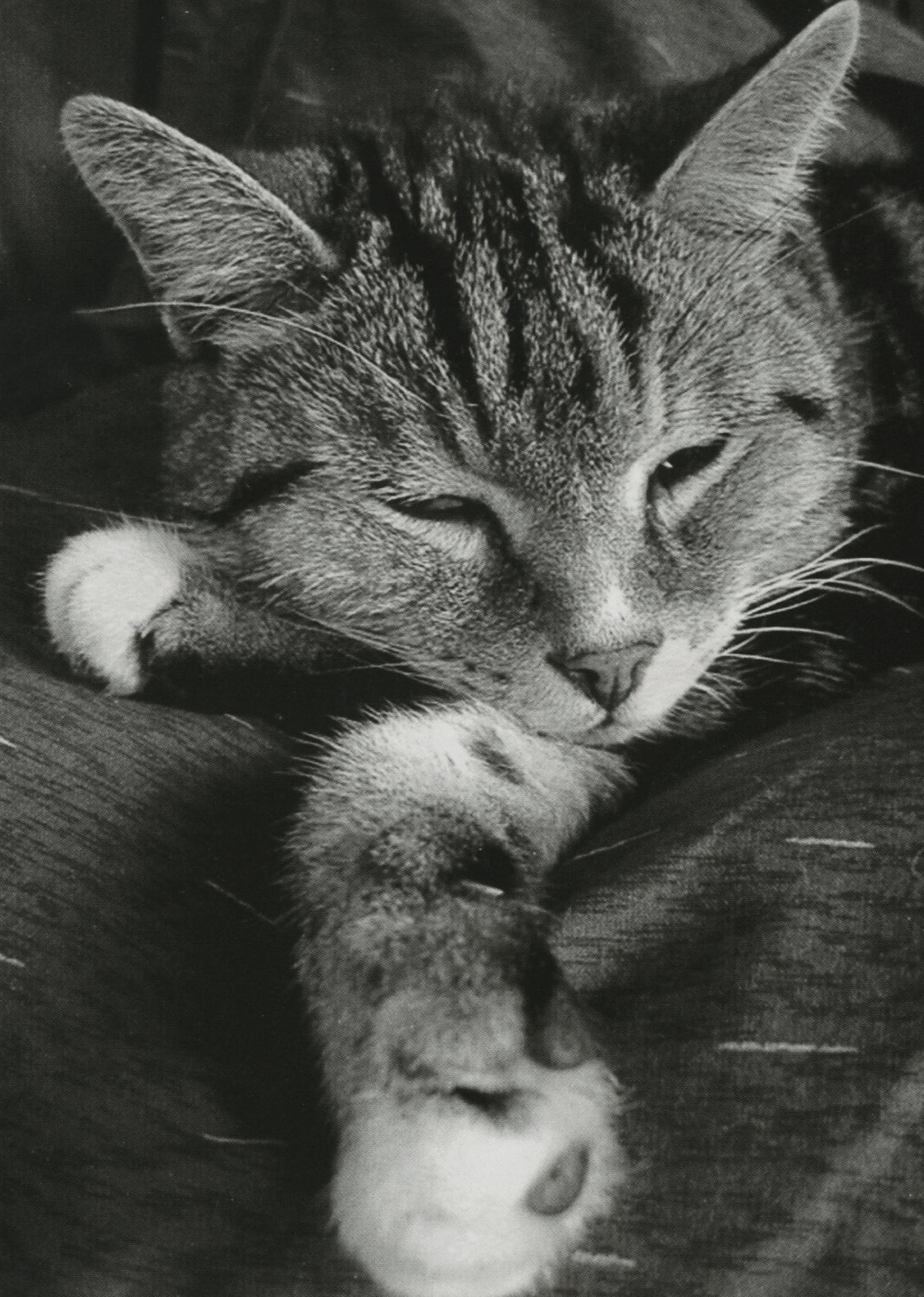 La Sieste de Virgile by Marie Babey - 4 X 6 Inches (10 Postcards ...