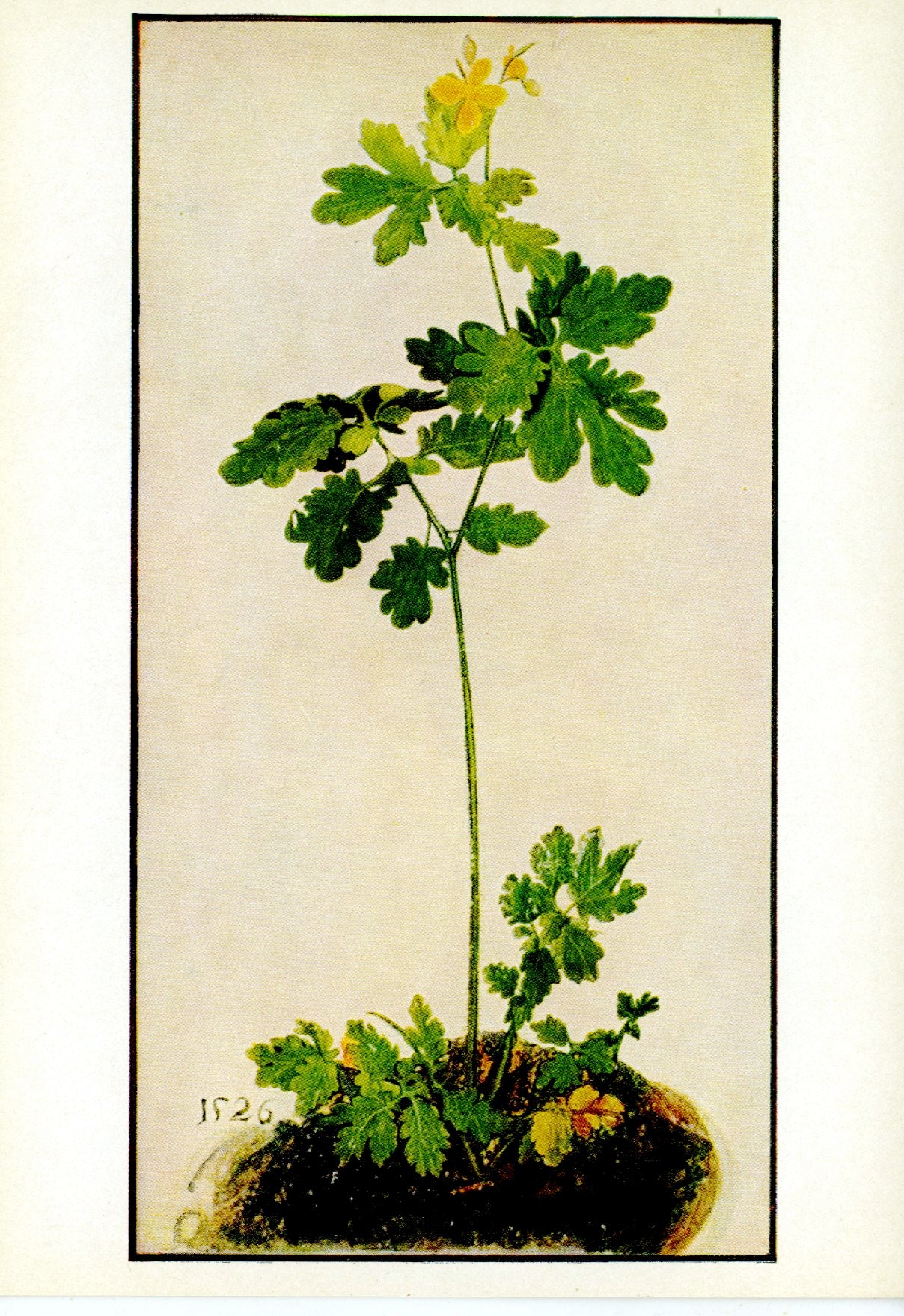 Chélidoine by Bruckmanns Bildkarte - 4 X 6 Inches (10 Postcards ...
