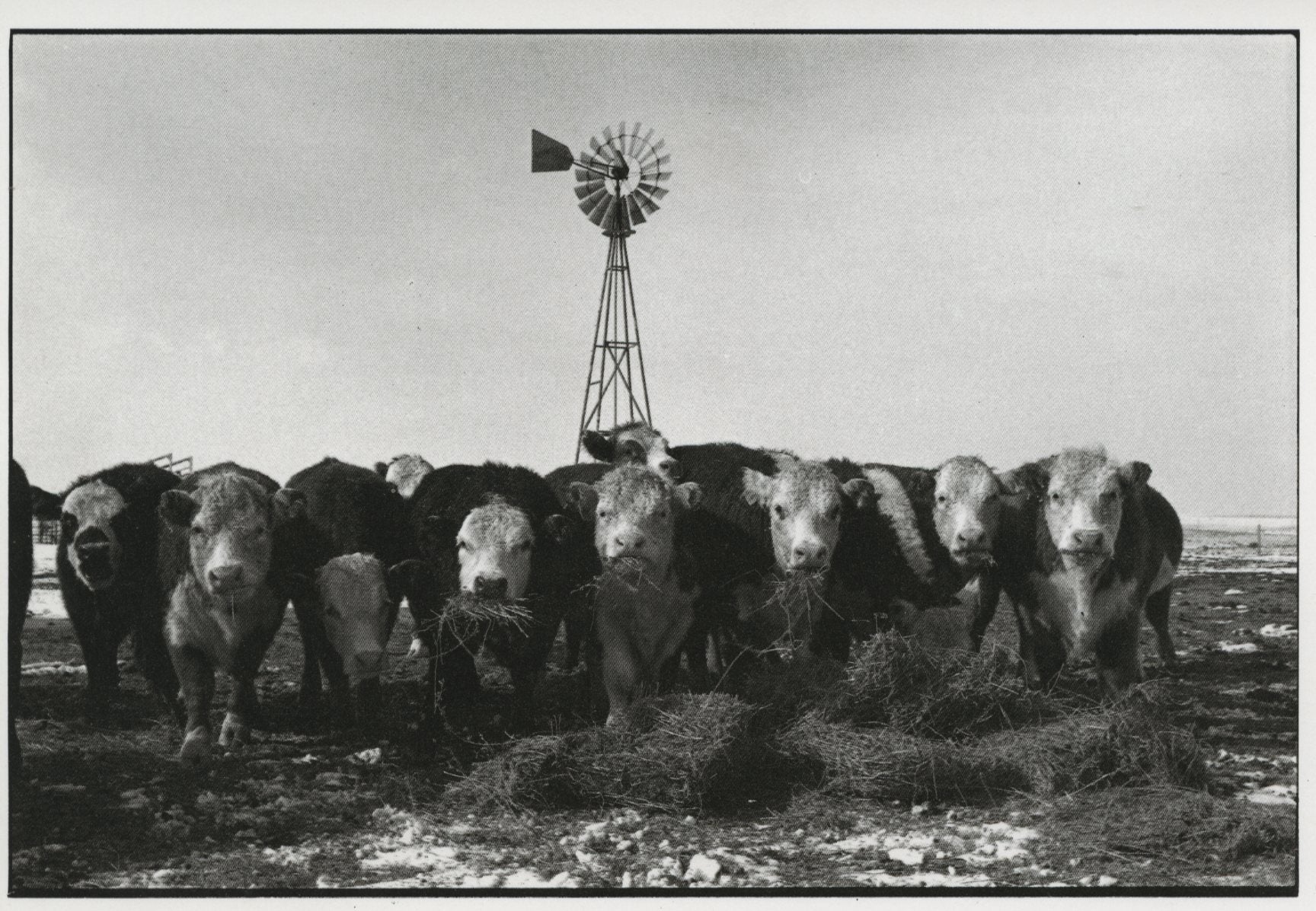 Bob Brent's Cattle by Martin H.M. Schreiber - 4 X 6 Inches (10 Postcar ...