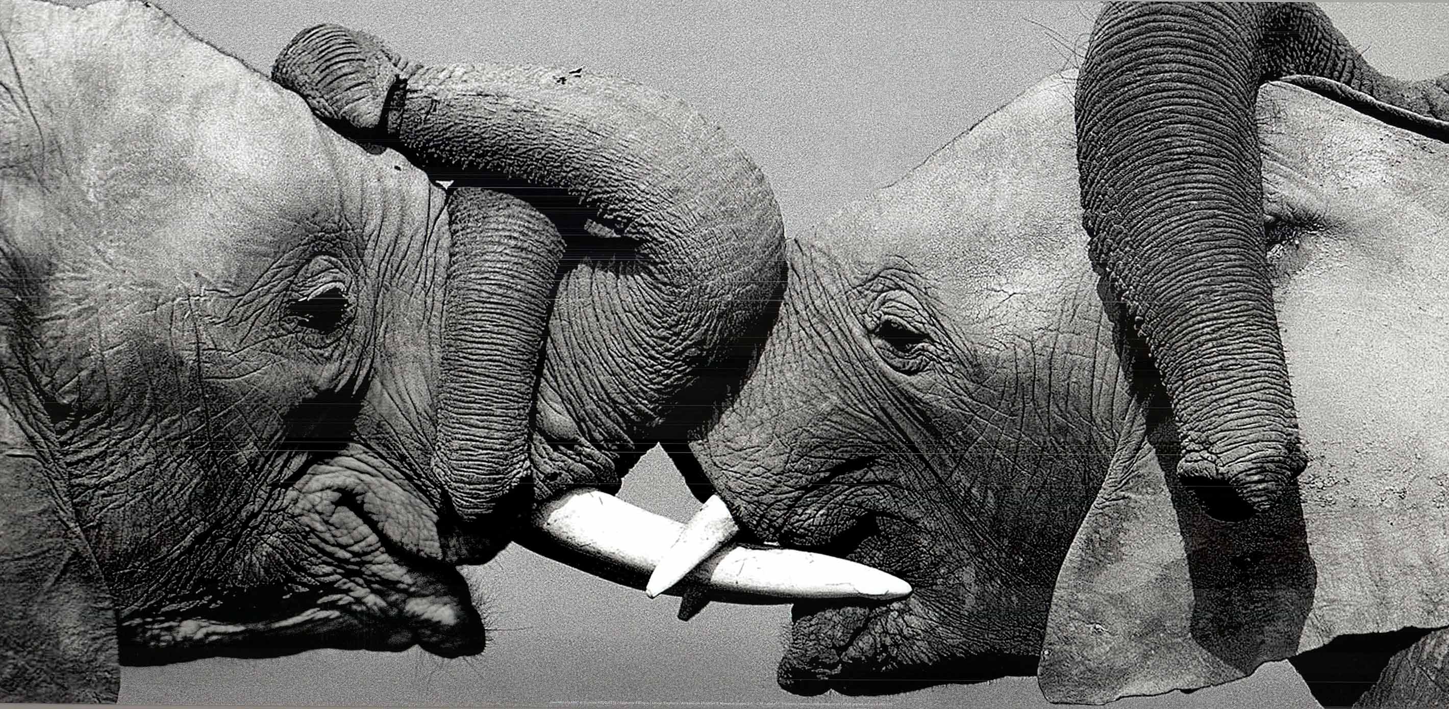 African Elephant by Jean-Michel Labat - 20 X 40 Inches (Art Print ...