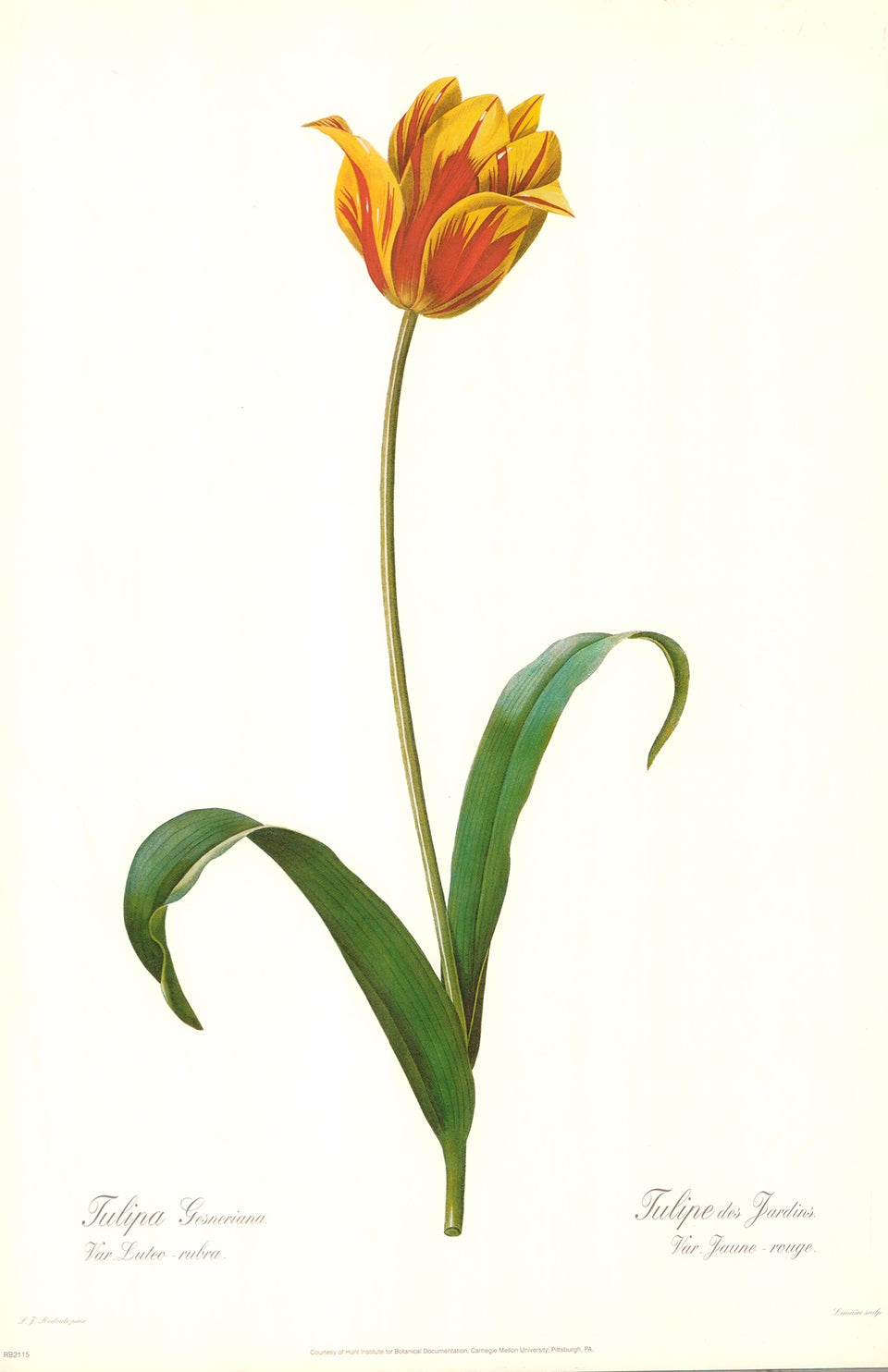 Tulipe de Gesner Luteo-Rubra, by Pierre-Joseph Redouté - 14 X 21 Inche ...