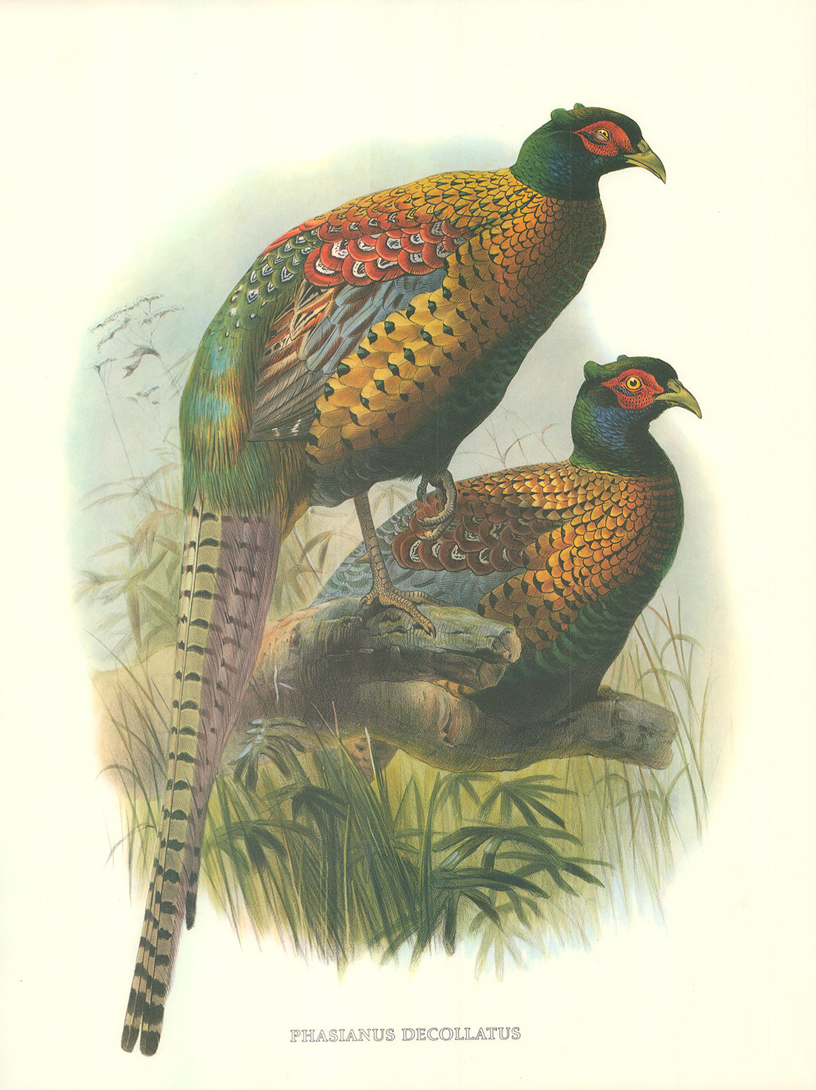 Phasianus Decollatus by Joseph Wolf - 17 X 22 Inches (Art Print ...