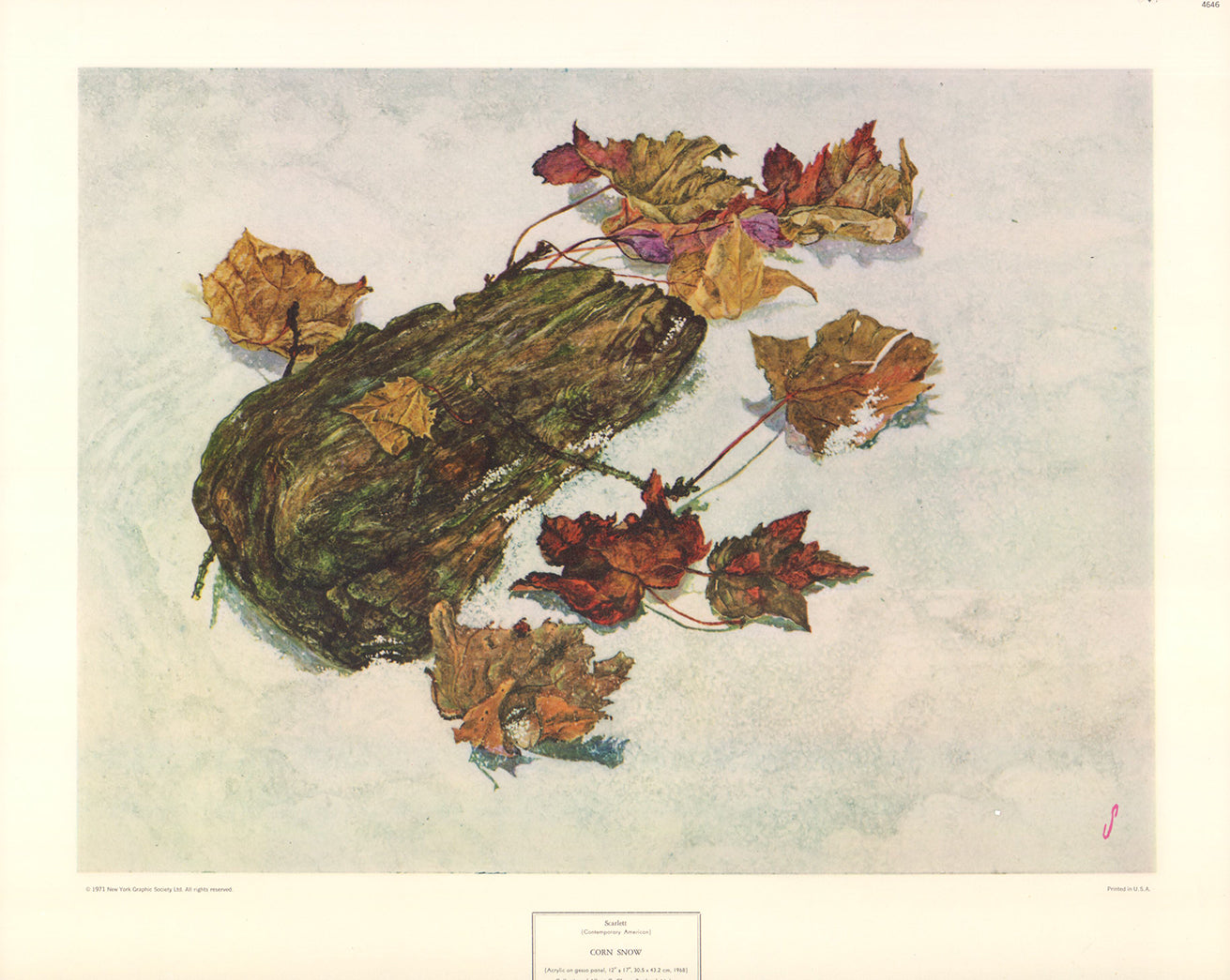 Corn Snow by Scarlett - 15 X 19 Inches (Art Print) – Artistica Fine Art