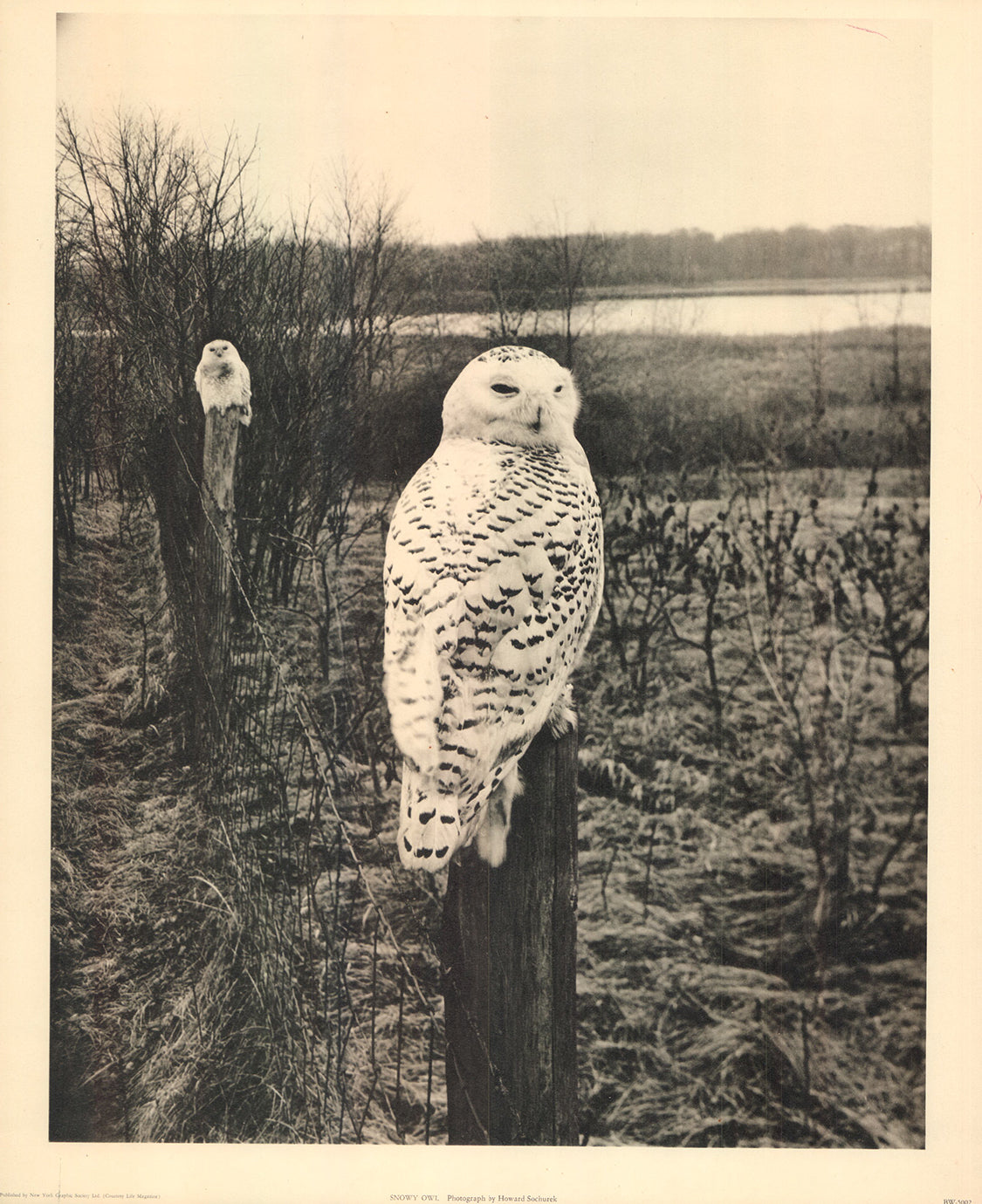 Snowy Owl by Howard Sochurek - 16 X 20 Inches (Art Print) – Artistica ...