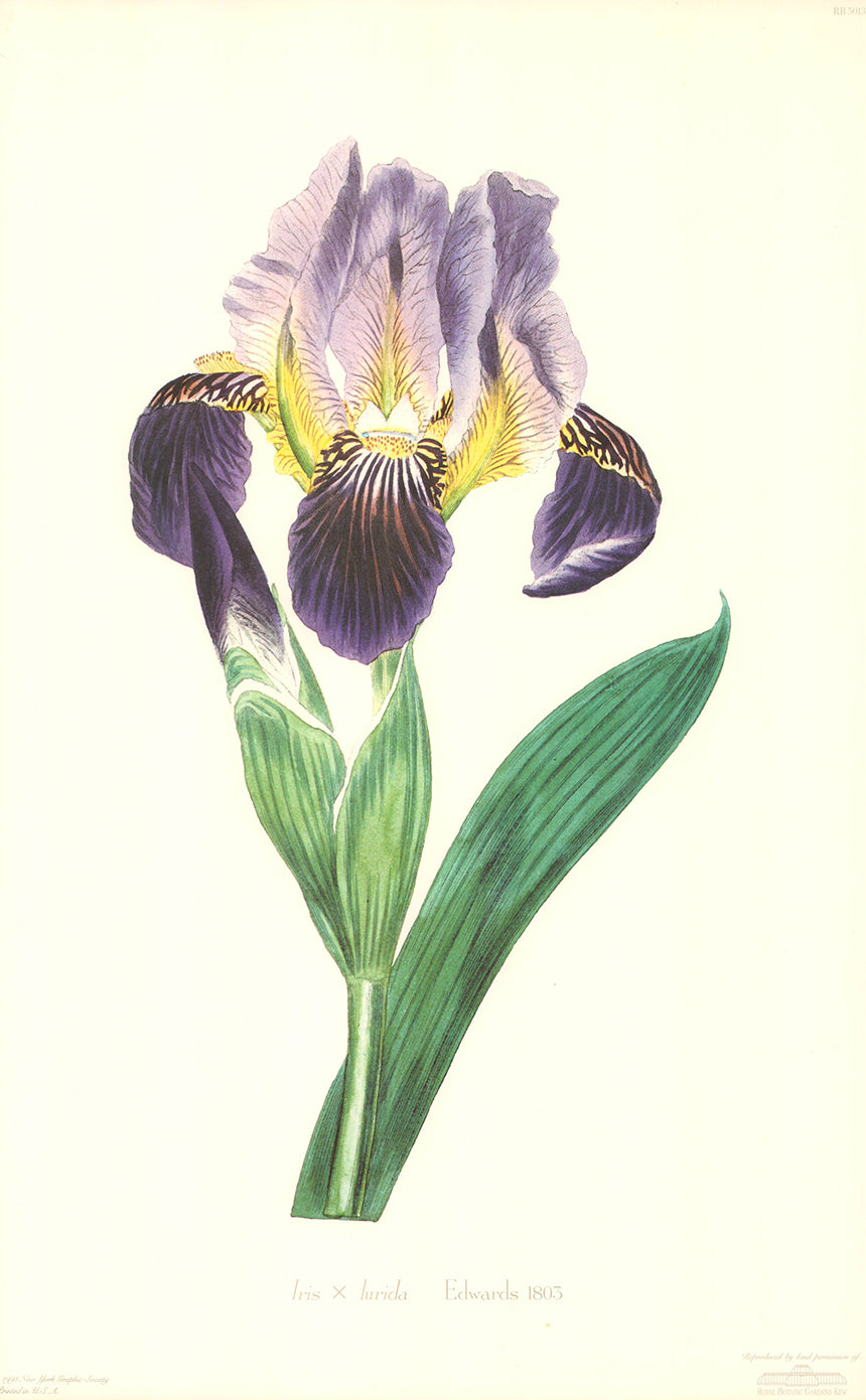 Iris X Lurida, 1803 Sydenham Edwards - 14 X 21 Inches (Art Print ...