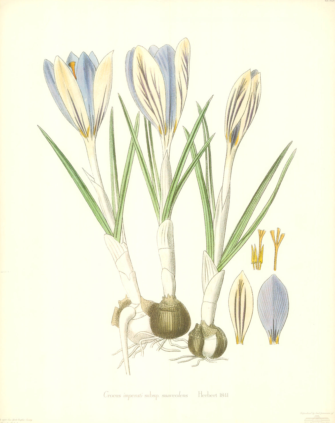 Crocus Imperati Subsp, 1841 by William Curtis - 14 X 21 Inches (Art Pr ...