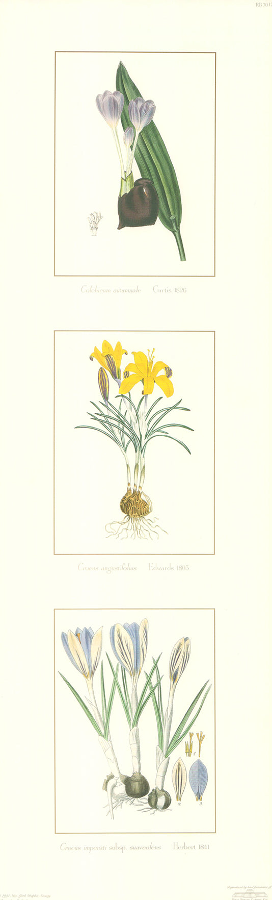 Crocus Angustifolius by Edwards - 8 X 25 Inches (Art Print) – Artistica ...