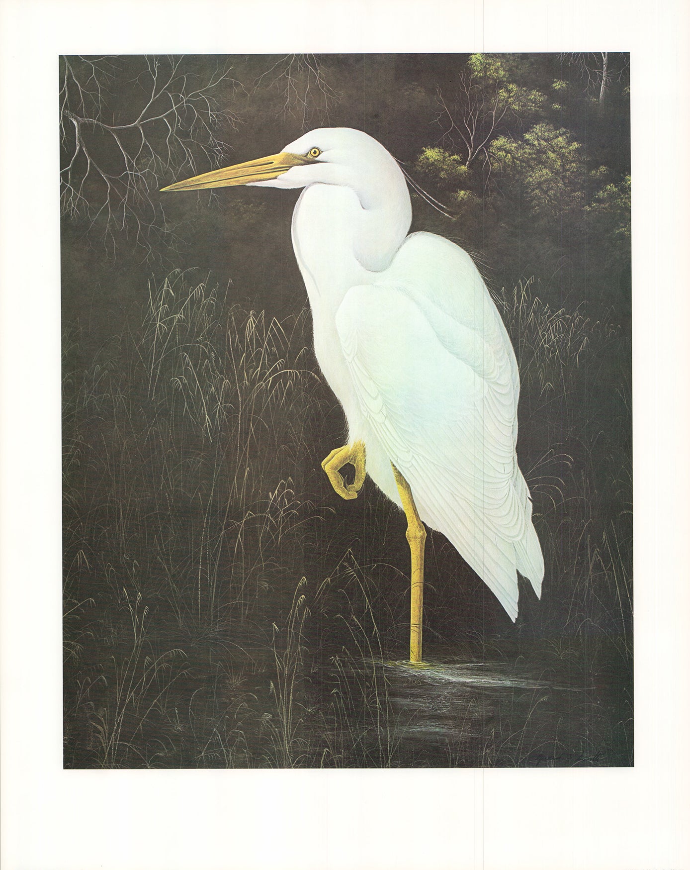 The Great White Heron by Gerard F. Smith - 20 X 25 Inches (Art Print ...
