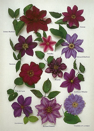 Klematis by Roger Phillips - 4 X 6 Inches (10 Postcards) – Artistica ...