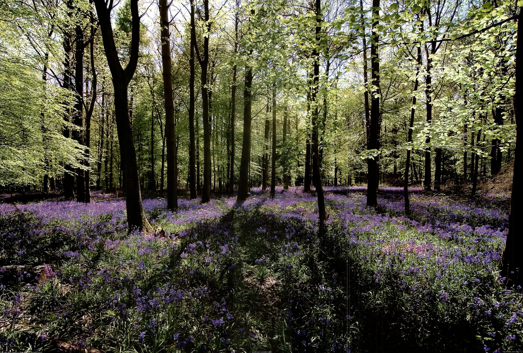 Lavender Forest by Rory Gullan - 24 X 36 Inches (Art Print) – Artistica ...