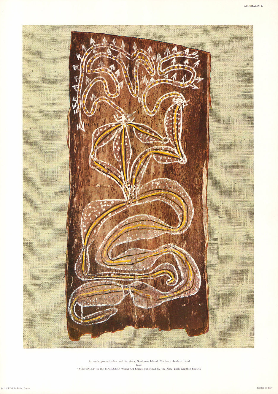 Australia - An Underground Tuber and its Vines - 13 X 19 Inches (Offse ...