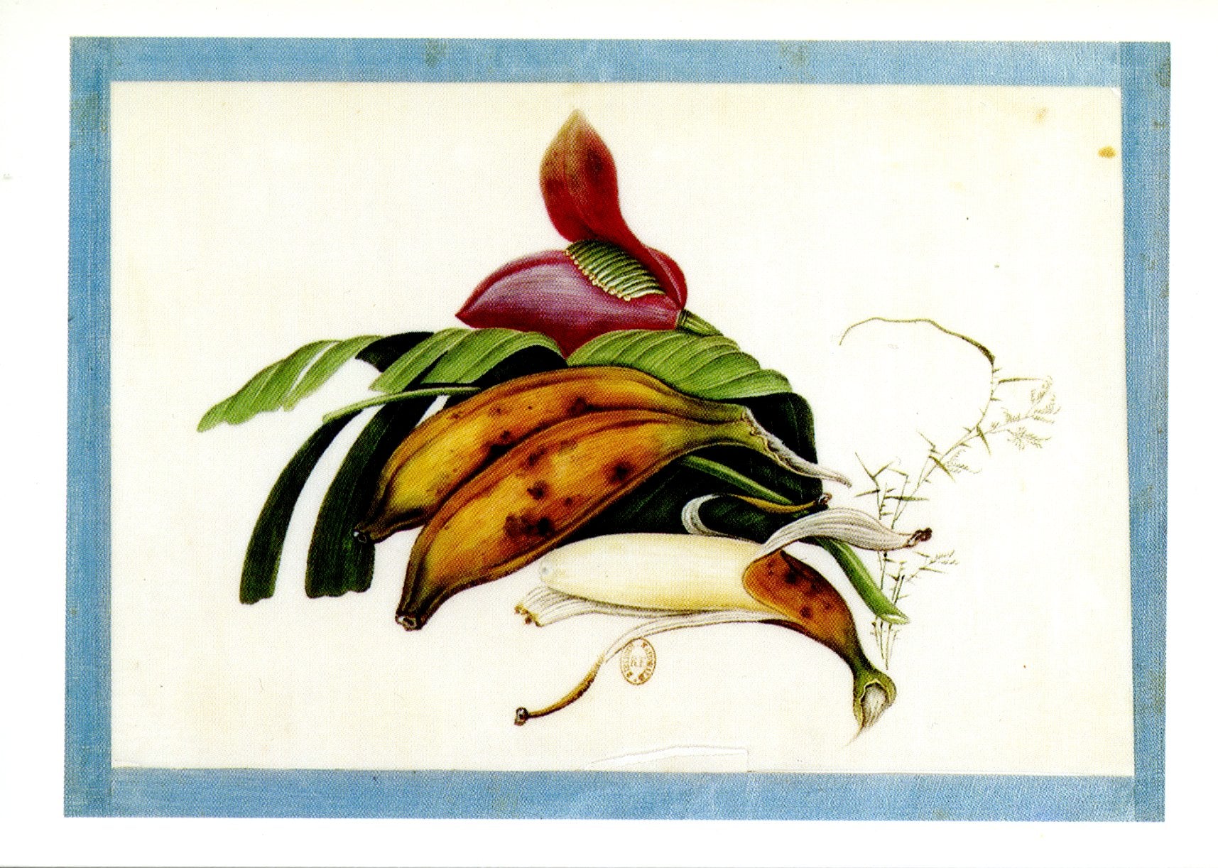 Banane - 4 X 6 Inches (10 Postcards) – Artistica Fine Art