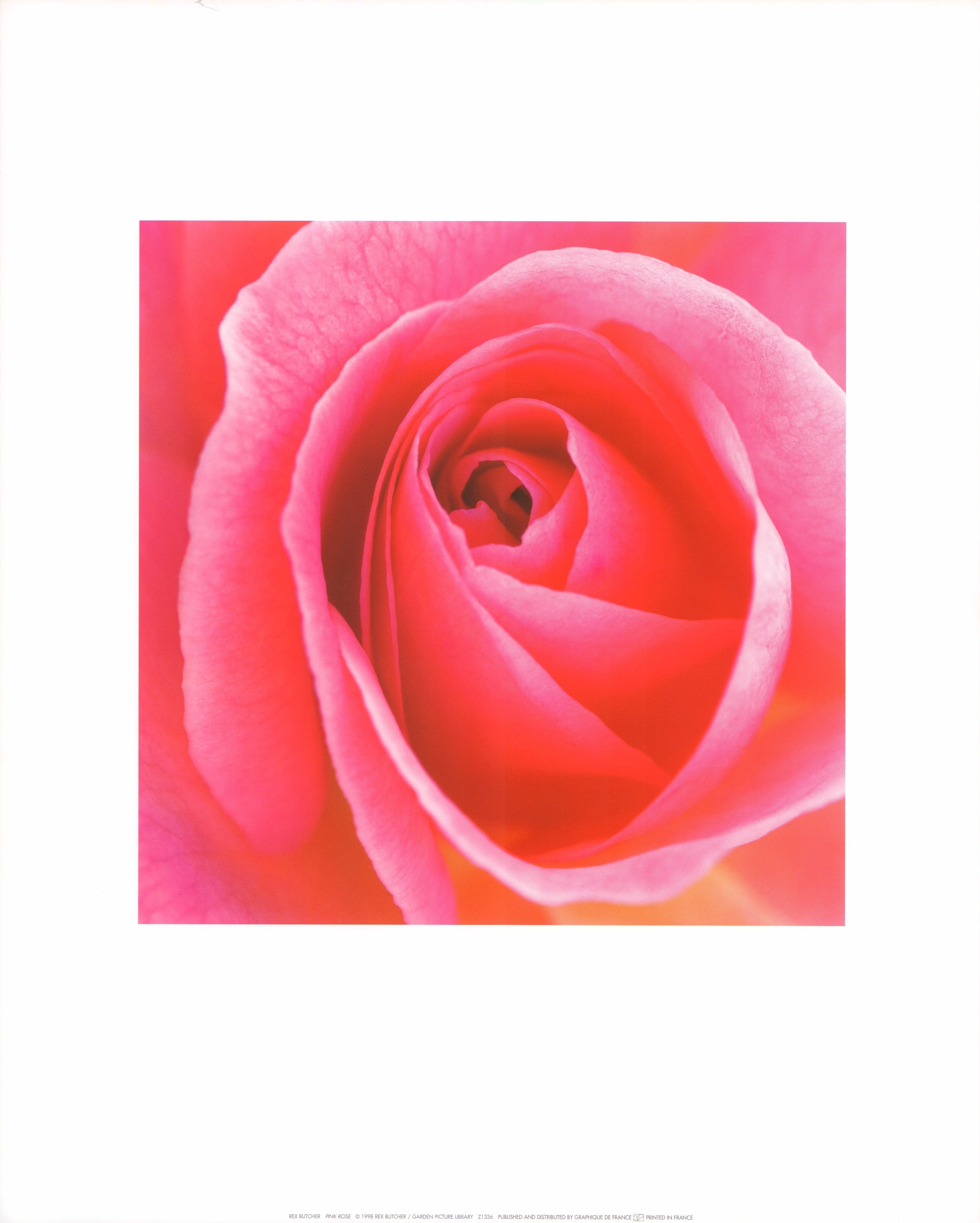 Pink Rose by Rex Butcher - 12 X 12 Inches (Art Print) – Artistica Fine Art