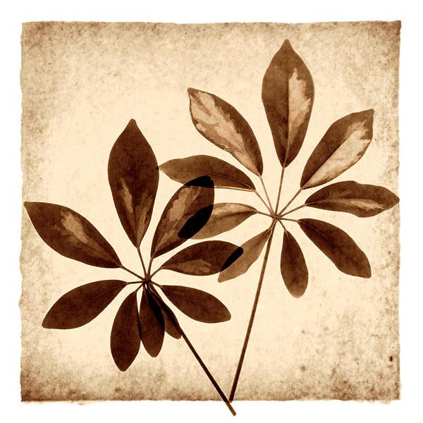 Cassava Leaves by Michael Mandolfo - 20 X 20 Inches (Art Print ...