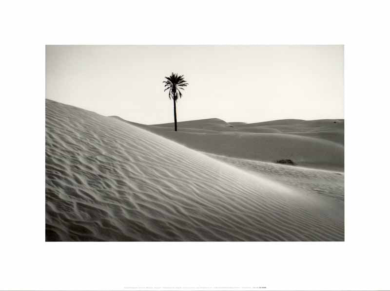 Palm Tree, Mauritania by Raymond Depardon - 12 X 16 Inches (Art Print ...