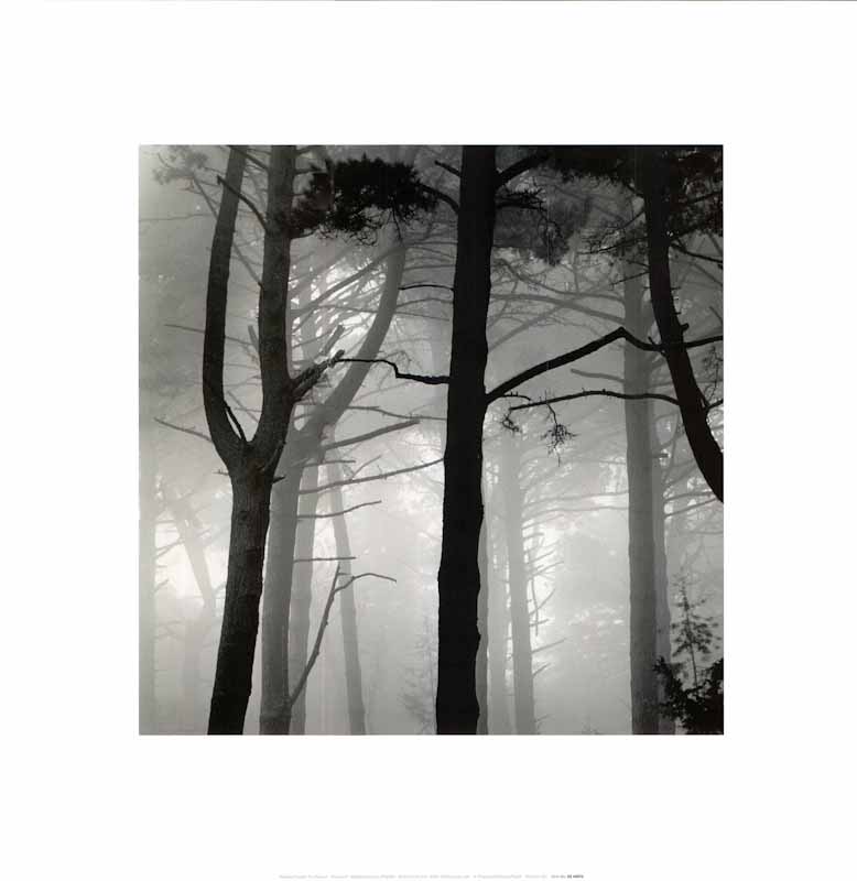 The Forest I by Nicholas Pavloff - 16 X 16 Inches (Art Print ...