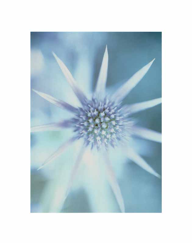 Sea Holly by Carol Sharp -16 X 20 Inches (Art Print) – Artistica Fine Art