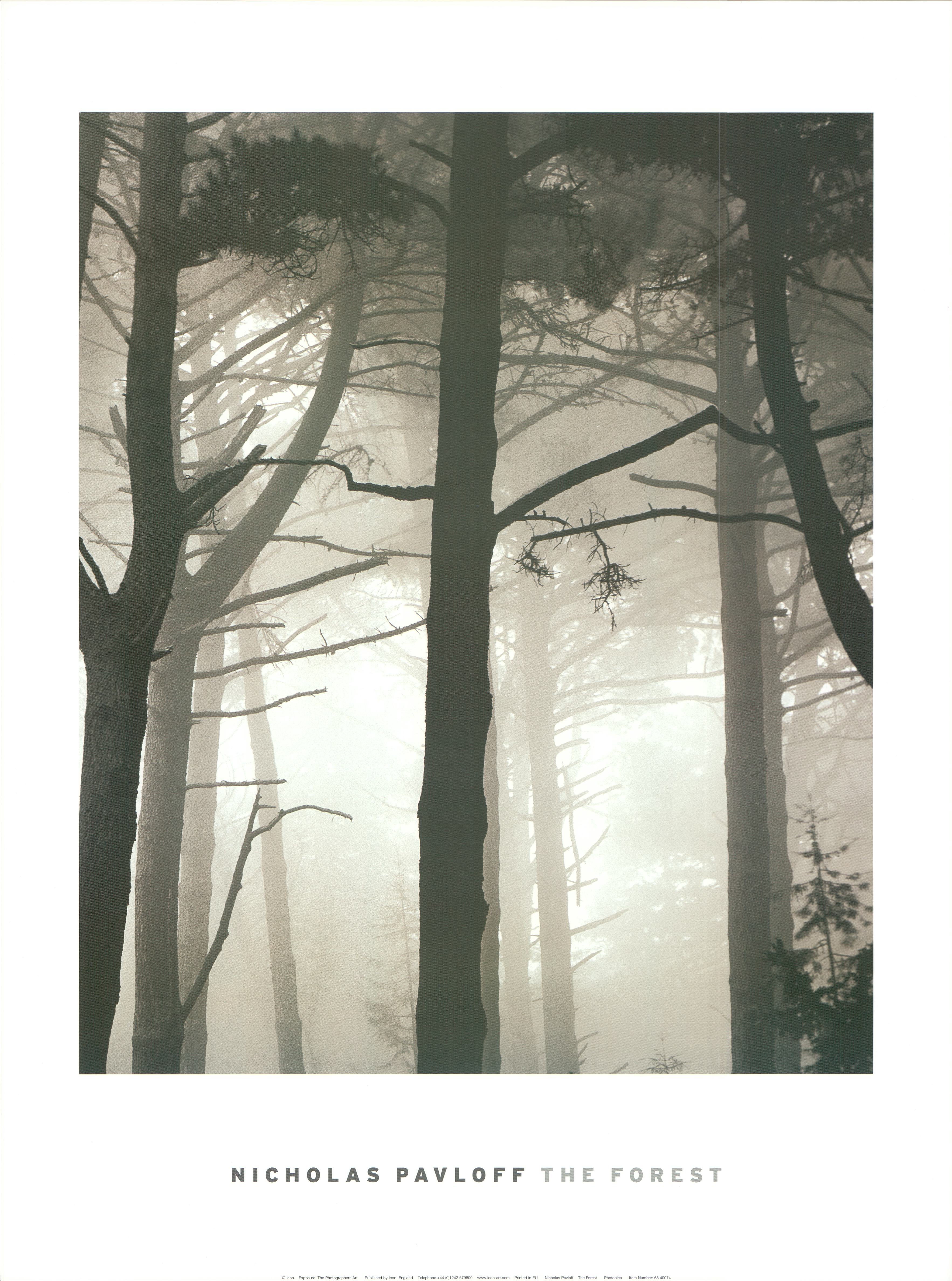 The Forest by Nicholas Pavloff - 24 X 32 Inches (Art Print) – Artistica ...