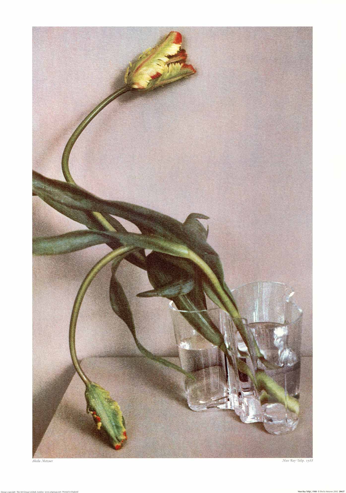 Man Ray Tulip, 1988 by Sheila Metzner - 20 X 28 Inches (Art Print ...