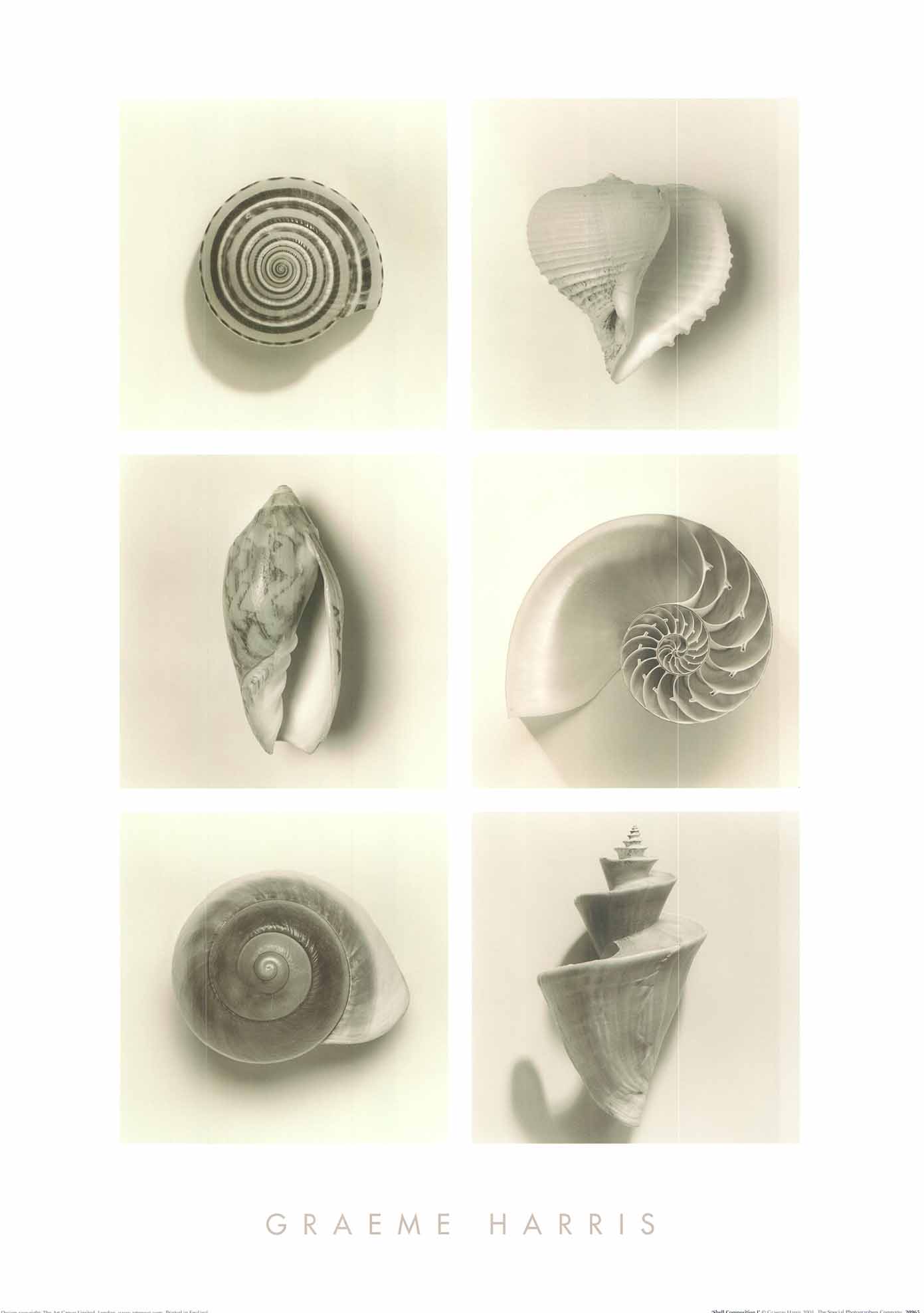 Shell Composition I by Graeme Harris - 20 X 28 Inches (Art Print ...