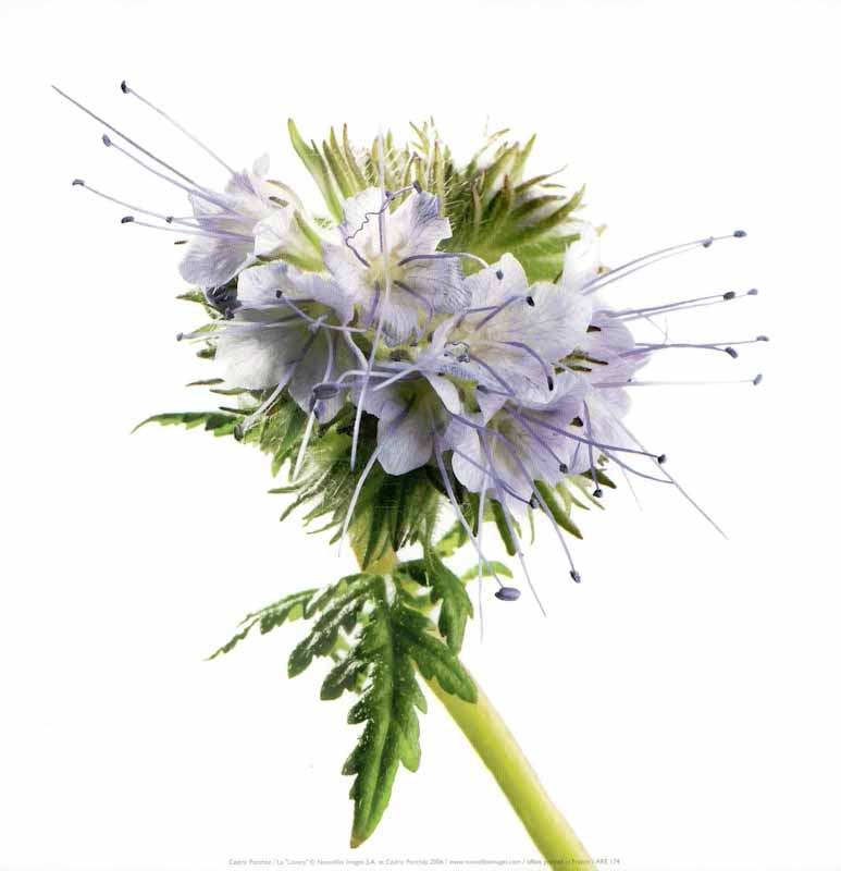 Lovera, 2006 by Cedric Porchez - 12 X 12 Inches (Art Print) – Artistica ...