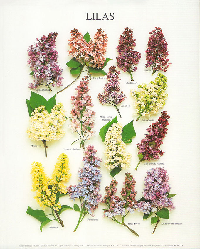 Lilas by Roger Phillips - 10 X 12 Inches (Art Print) – Artistica Fine Art