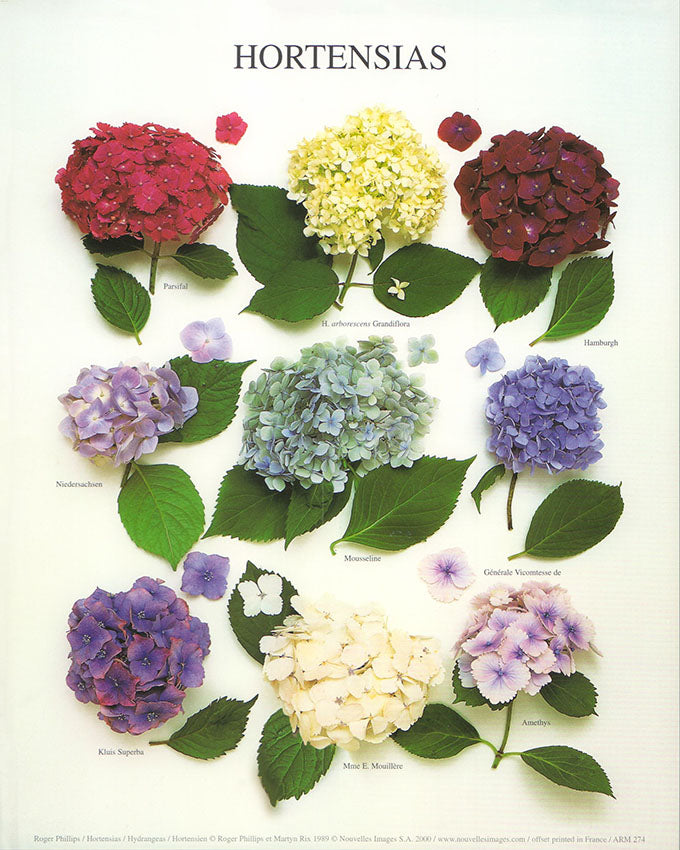 Hortensias by Roger Phillips - 10 X 12 Inches (Art Print) – Artistica ...