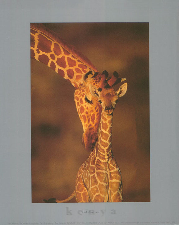 Giraffe Greeting by Karl Ammann - 10 X 12 Inches (Art Print ...