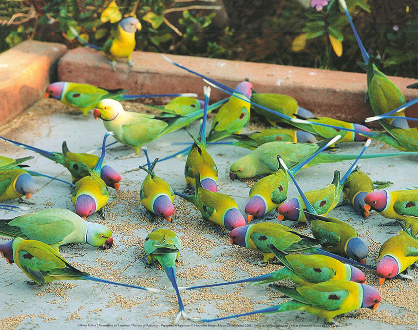 Parrots of Rajasthan by Olivier Follmi - 10 X 12 Inches (Art Print ...