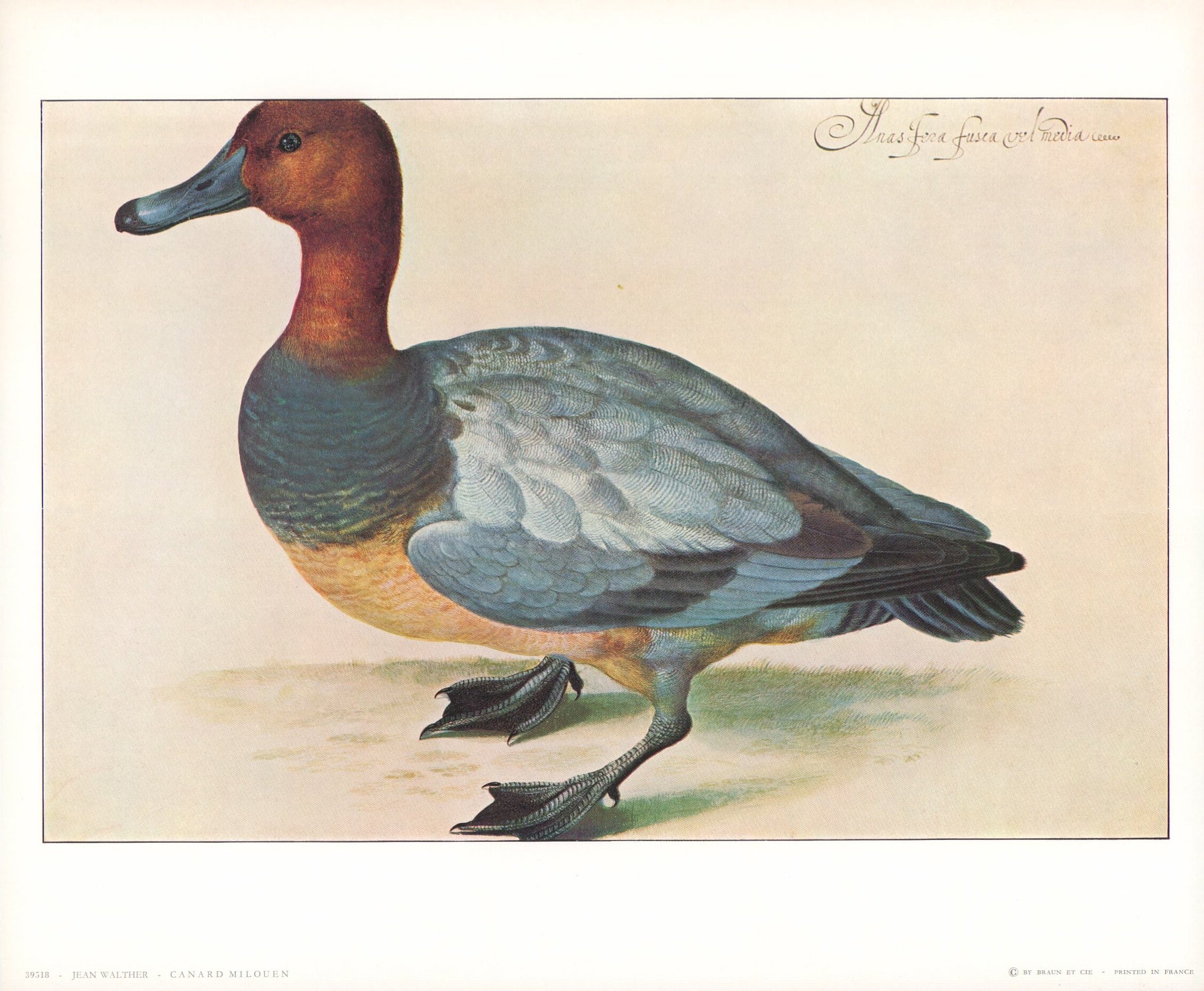 Milouen Drake by Jean Walther - 10 X 12 Inches (Art Print) – Artistica ...