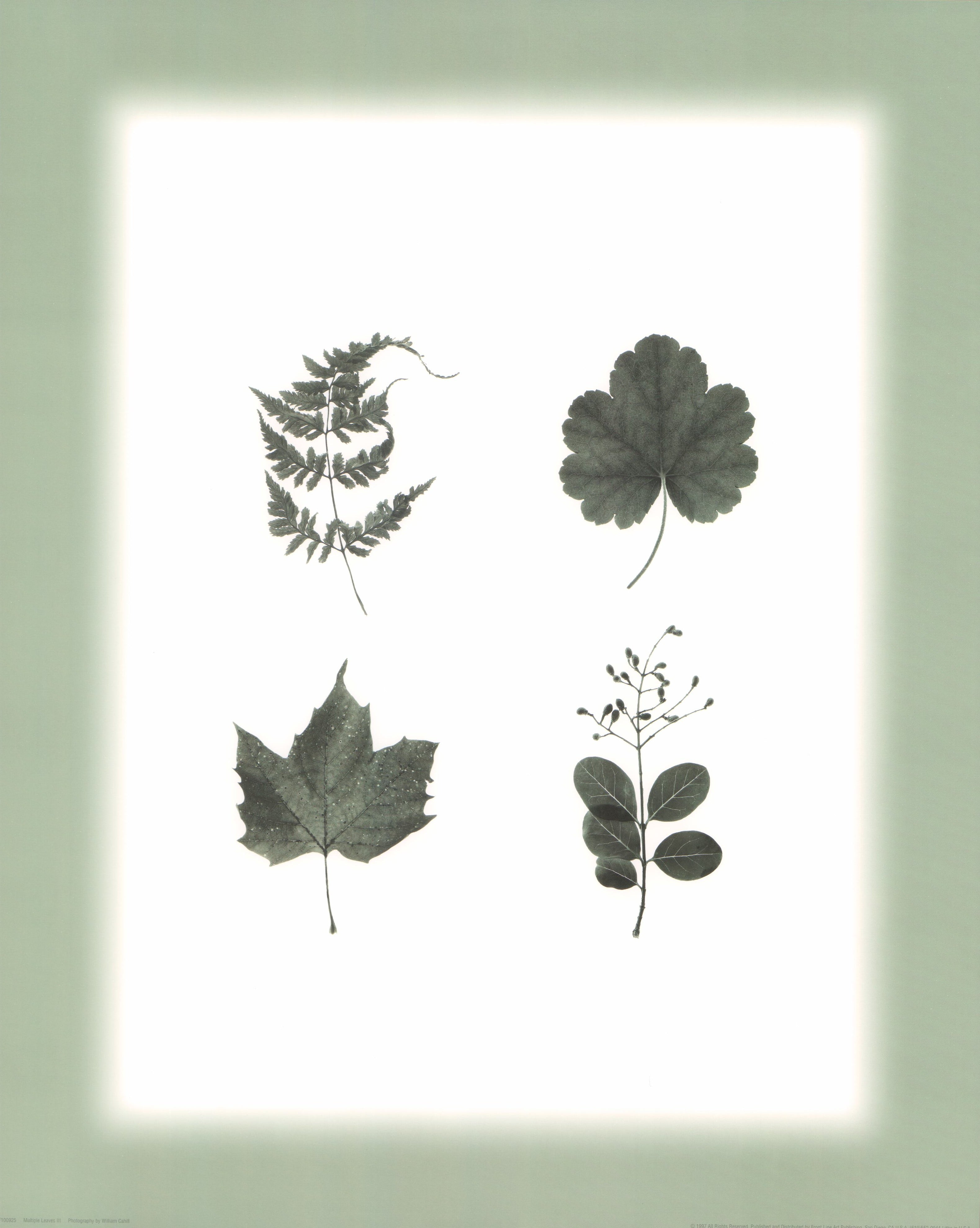 Multiple Leaves III by William Cahill - 16 X 20 Inches (Art Print ...