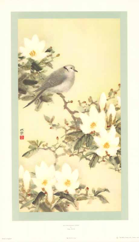Dove with Magnolia Flowers by Cheng Wu-Fei - 17 X 28 Inches (Art Print ...