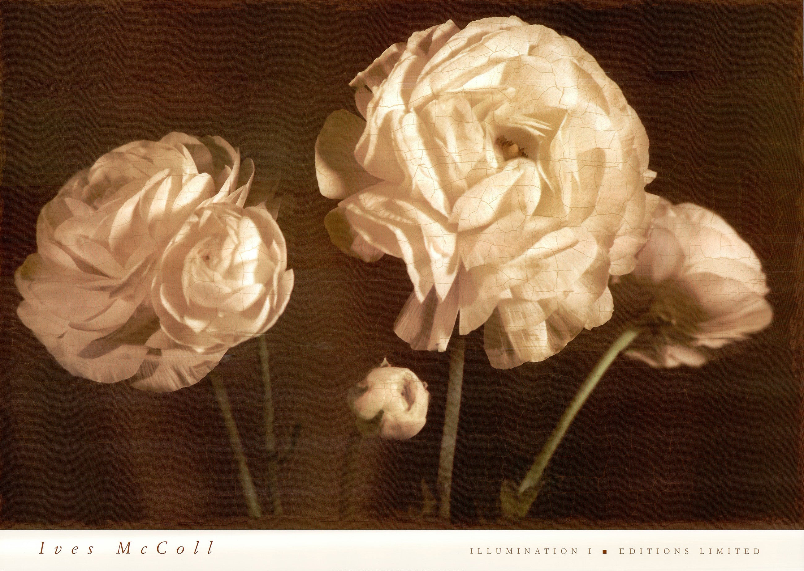 Illumination I by Ives McColl - 26 X 36 Inches (Art Print) – Artistica ...