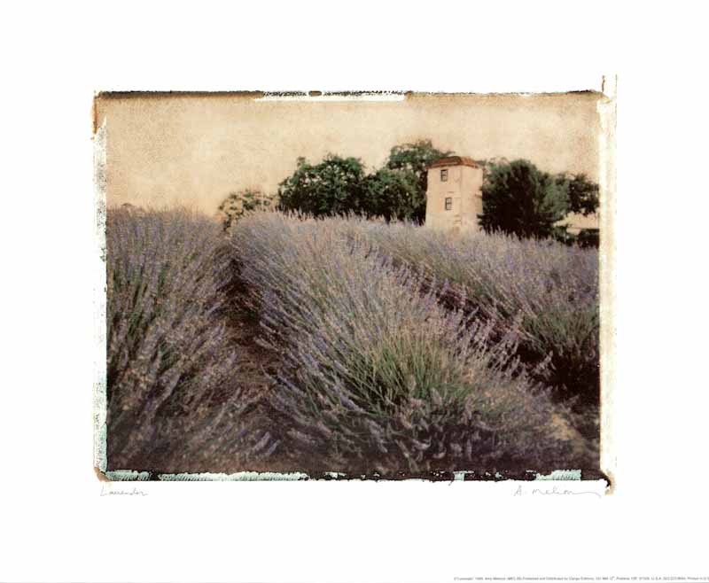 Lavender, 1999 by Amy Melious - 14 X 17 Inches (Art Print) – Artistica ...