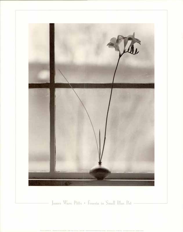 Freesia In Small Blue Pot by James Ware Pitts-16 X 20 (Art Print ...