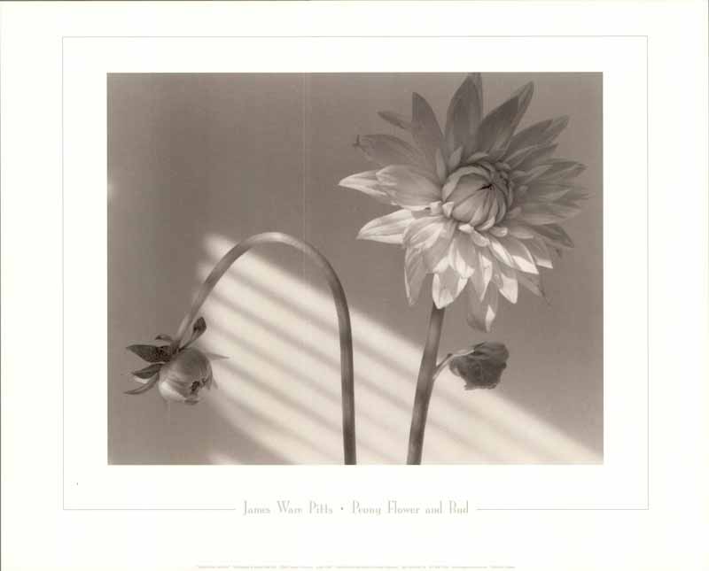 Peony Flower And Bud by James Ware Pitts -16 X 20 (Art Print ...