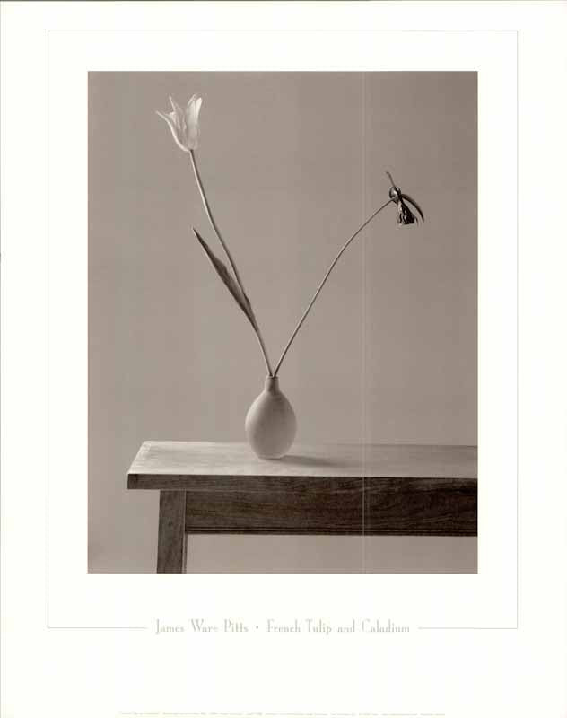 French Tulip And Caladium by James Ware Pitts -16 X 20 (Art Print ...