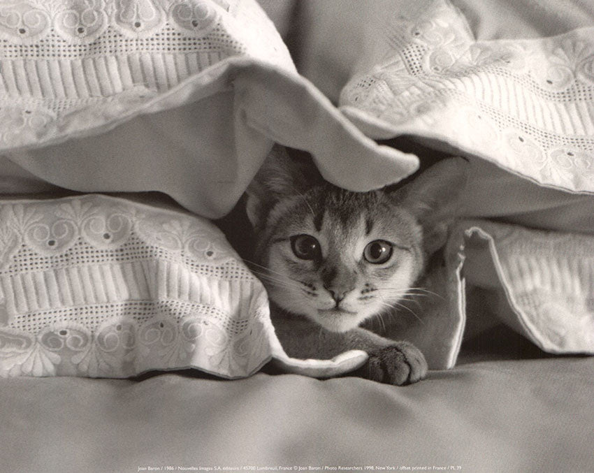 1986 by Joan Baron - 10 X 12 Inches (Art Print) – Artistica Fine Art