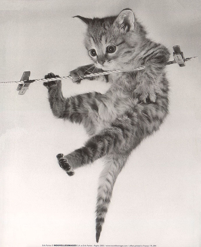 Drying kitten by Erik Parbst - 10 X 12 Inches (Art Print) – Artistica ...