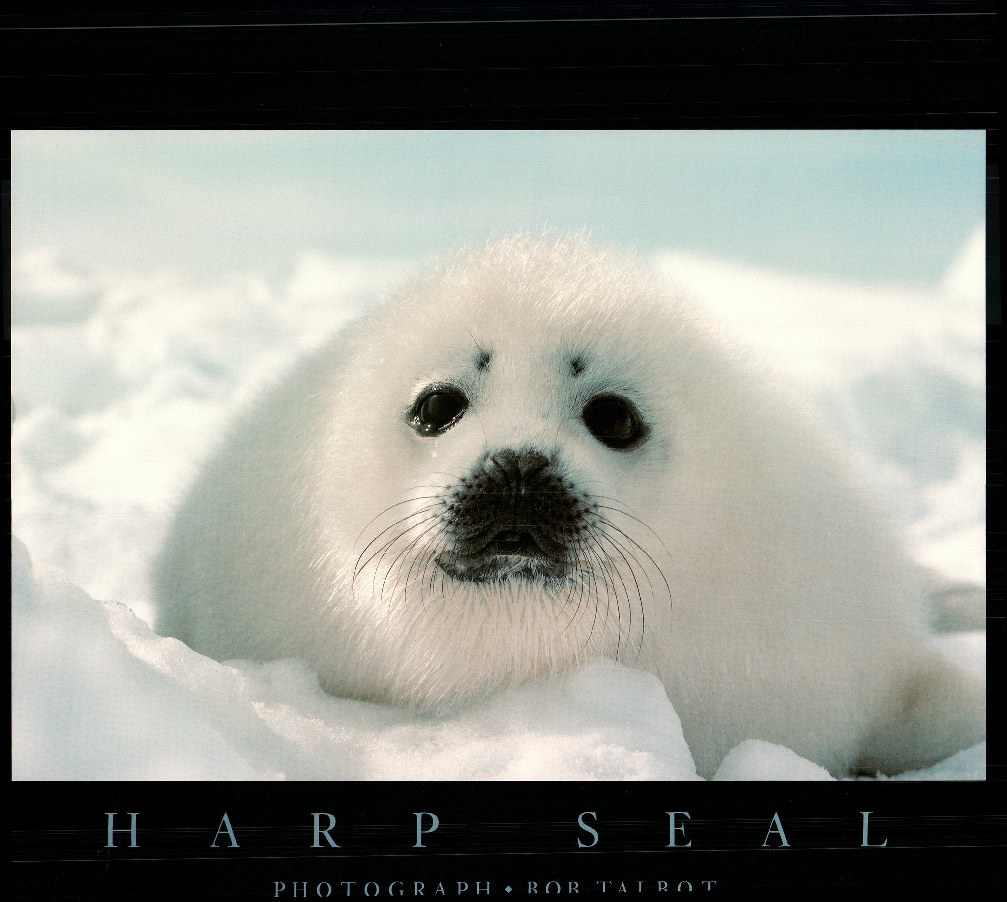 Harp Seal, 1988 by Bob Talbot - 24 X 32 Inches (Art Print) – Artistica ...