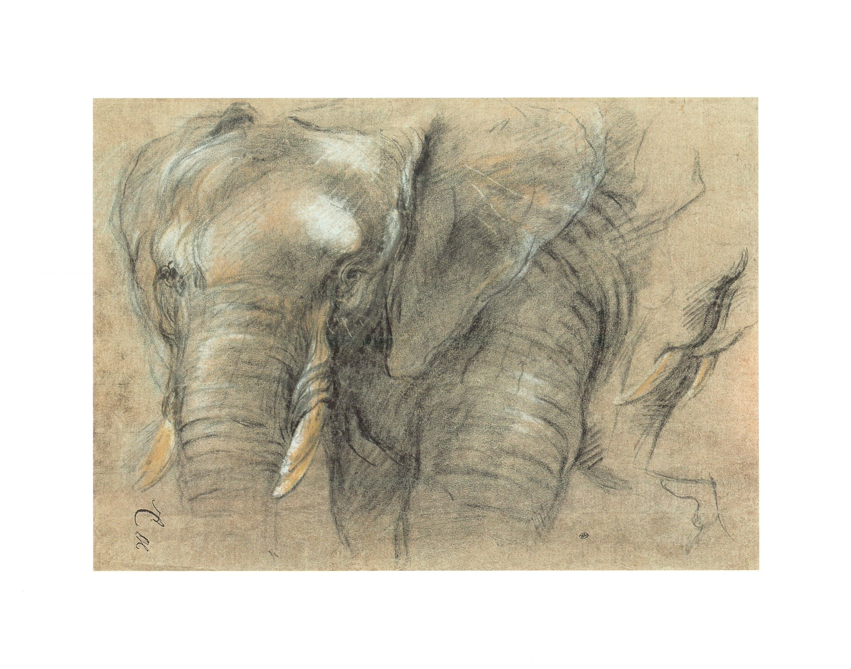 Etudes D'une Tete D'Elephant, 17e S. by Pieter Boel-16X20''(Art Print ...