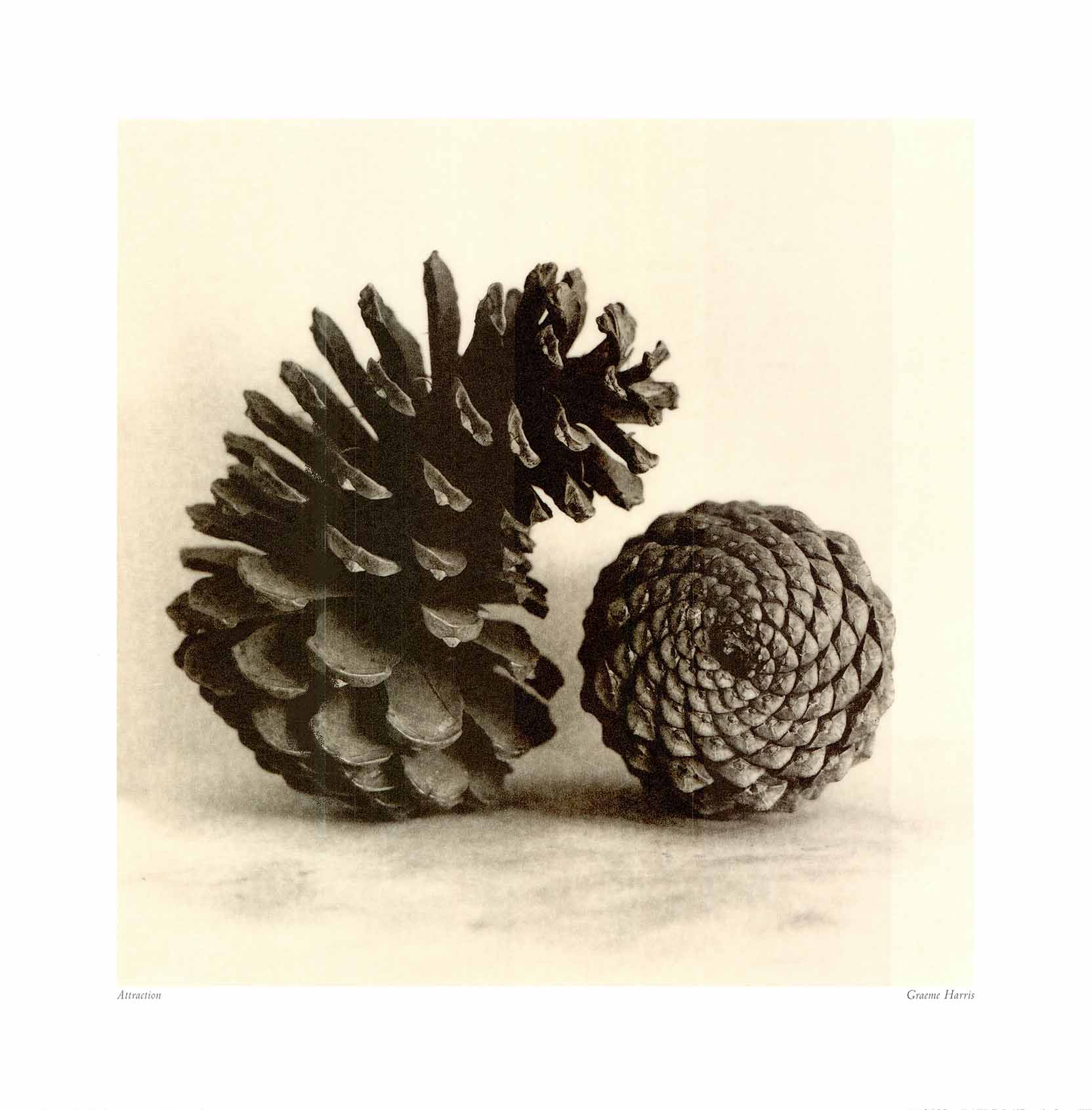 Attraction by Graeme Harris - 24 X 24 Inches (Art Print) – Artistica ...