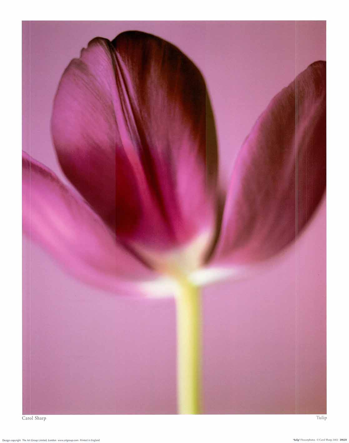 Tulip by Carol Sharp - 16 X 20" - Fine Art Posters. – Artistica Fine Art