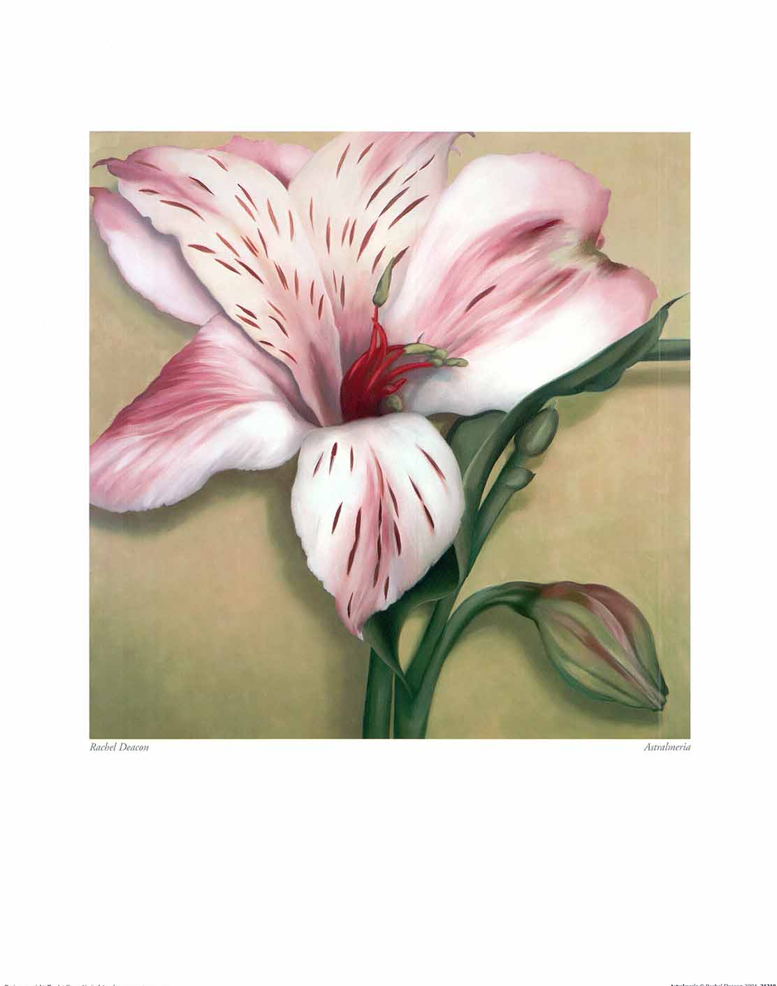 Astralmeria by Rachel Deacon - 16 X 20 Inches (Art Print) – Artistica ...