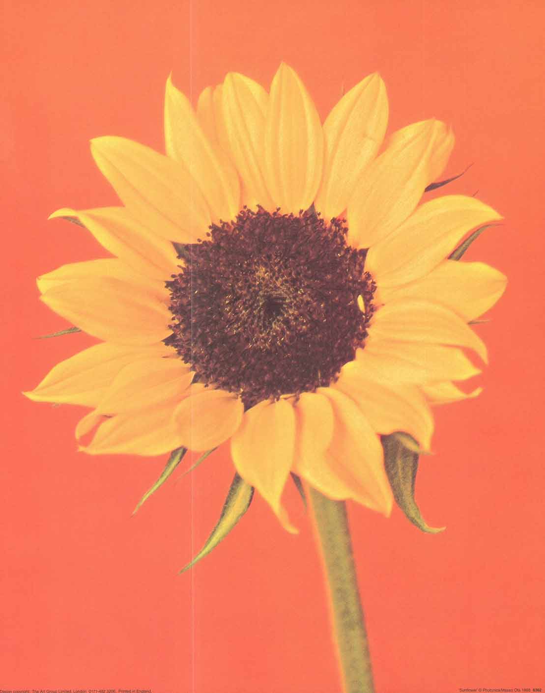 Sunflower by Masao Ota - 16 X 20" - Fine Art Posters. – Artistica Fine Art
